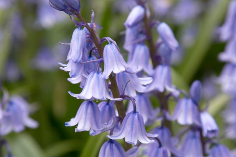 Projects - Congleton Museum