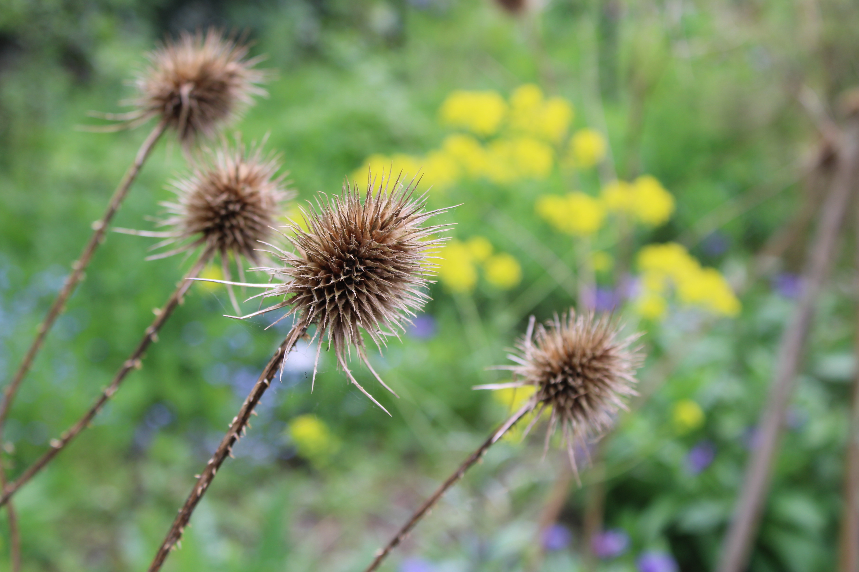 What Plants Grow Here? - Congleton Museum