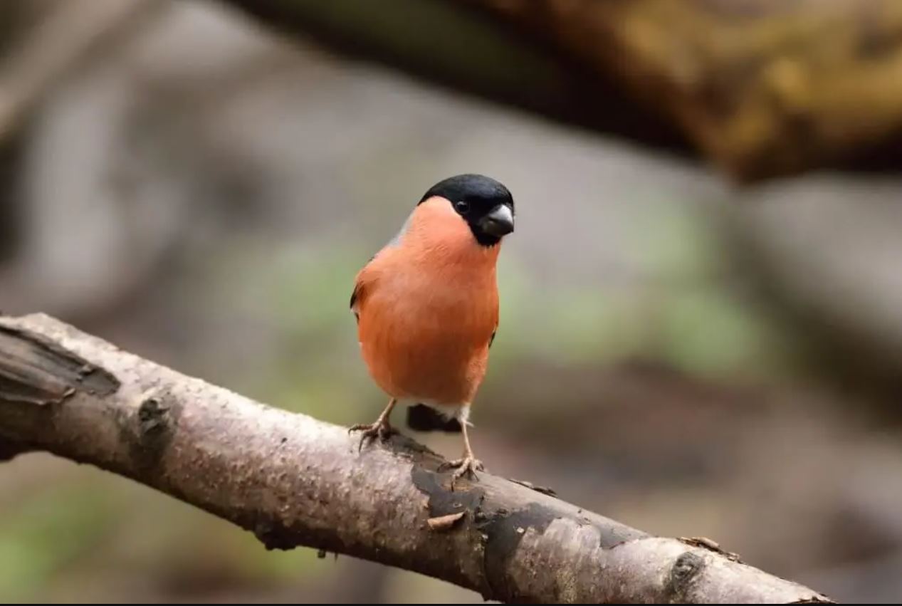 Who Sings and Who Crawls? - Congleton Museum